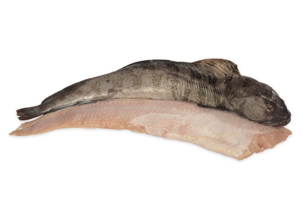 Zeewolf filet - Visspecialist Corné Struik